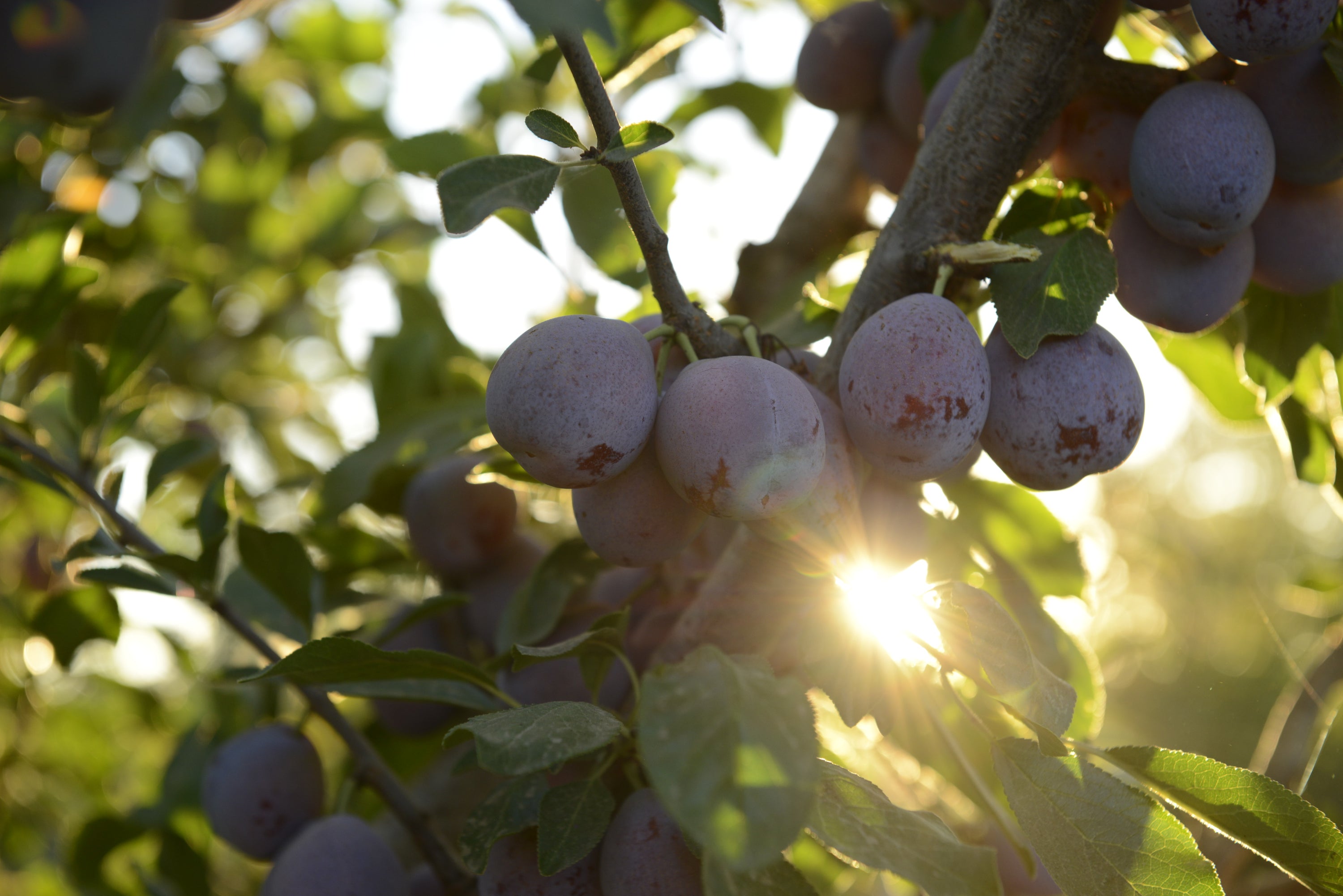 Sunraysia Prune Extract