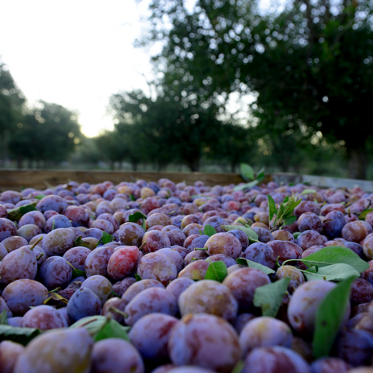 Sunraysia Prune Extract