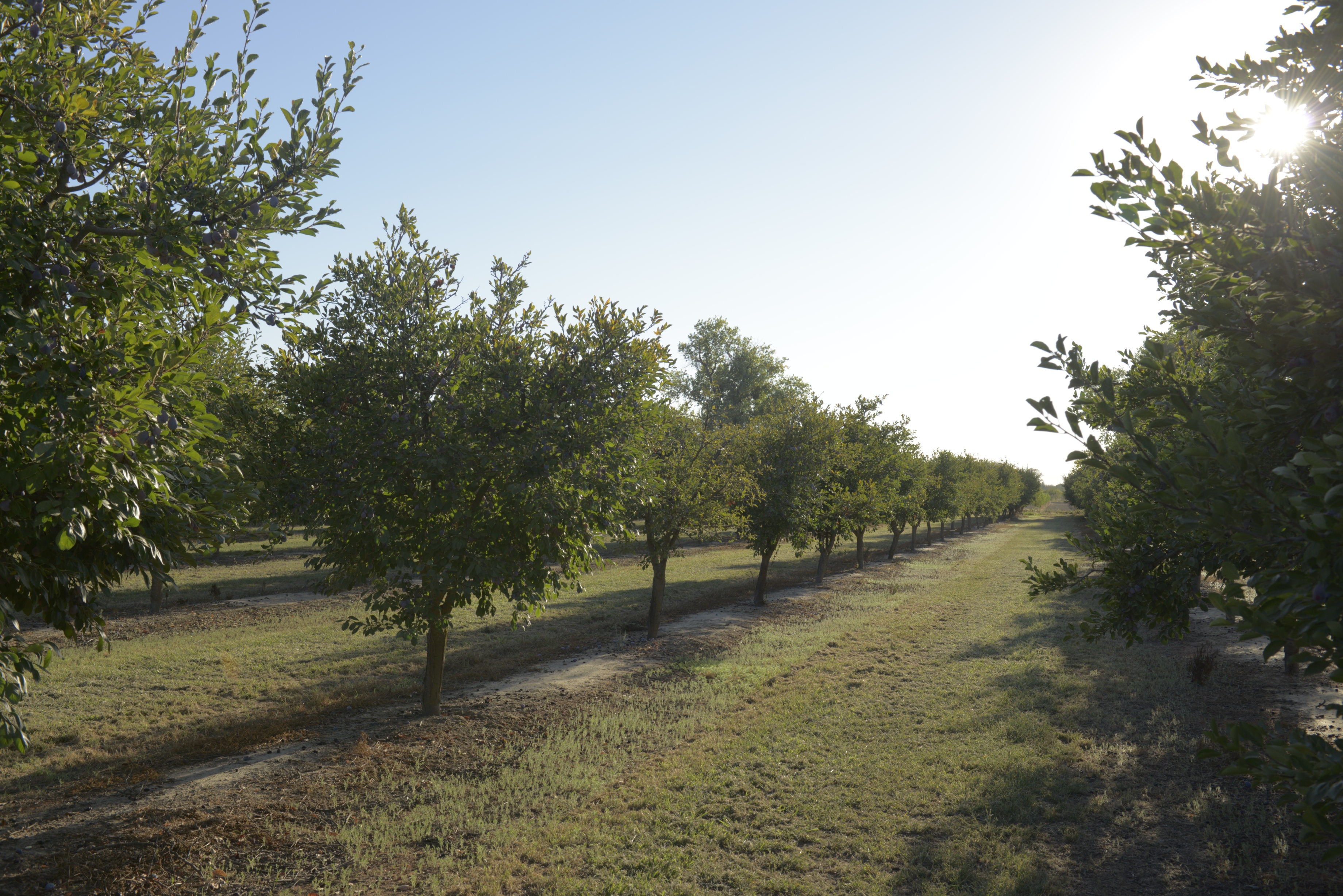 Sunraysia Prune Extract