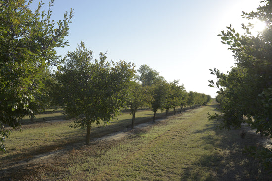 Sunraysia Prune Extract Natural Constipation Relief 🌿